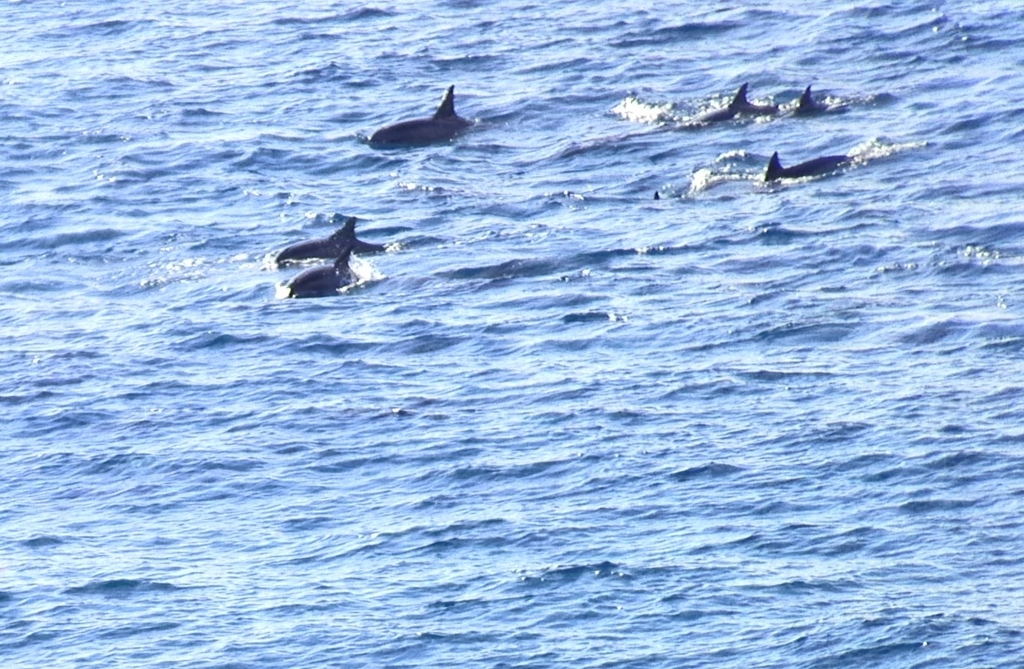 Spinner Dolphin from Papaikou, HI 96781, USA on March 9, 2023 at 09:07 ...