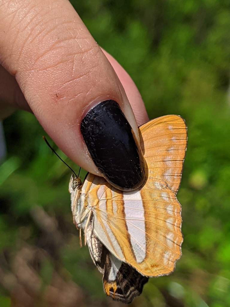 Adelpha mythra from UTE Marlim Azul - Termoelétrica on February 26 ...