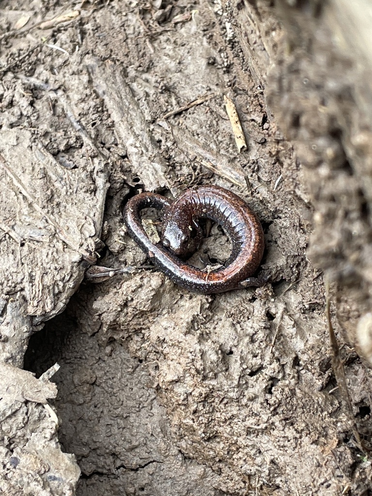 Southern Red-backed Salamander in March 2023 by Grant Paris · iNaturalist