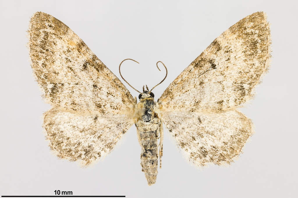 Satyr Pug Moth from Nevada County, CA, USA on July 18, 2022 at 11:00 PM ...