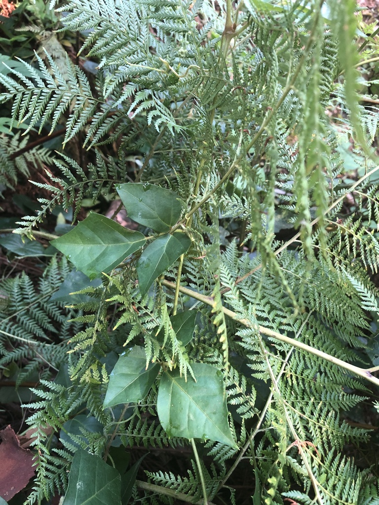Native Grape from Parsley Rd, Vaucluse, NSW, AU on March 10, 2023 at 08 ...