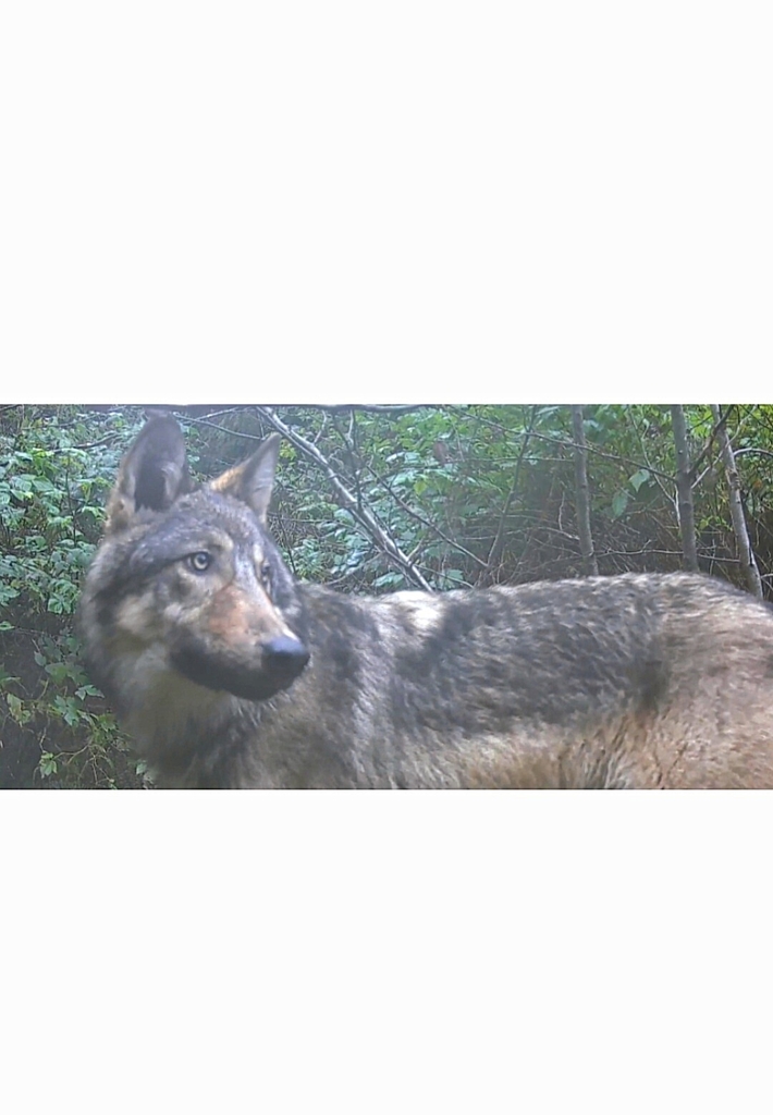 Coastal Wolf from Vancouver Island on October 30, 2022 by Tia ...