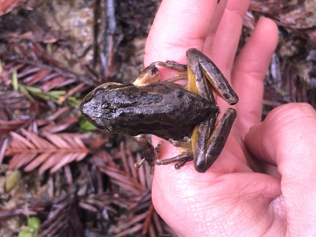 Northern Pacific Tree Frog in March 2023 by Alex S · iNaturalist