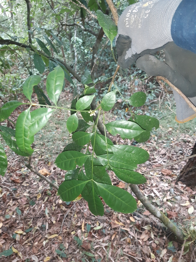 scentless rosewood on March 09, 2023 at 02:46 PM by claudia bibiana ...