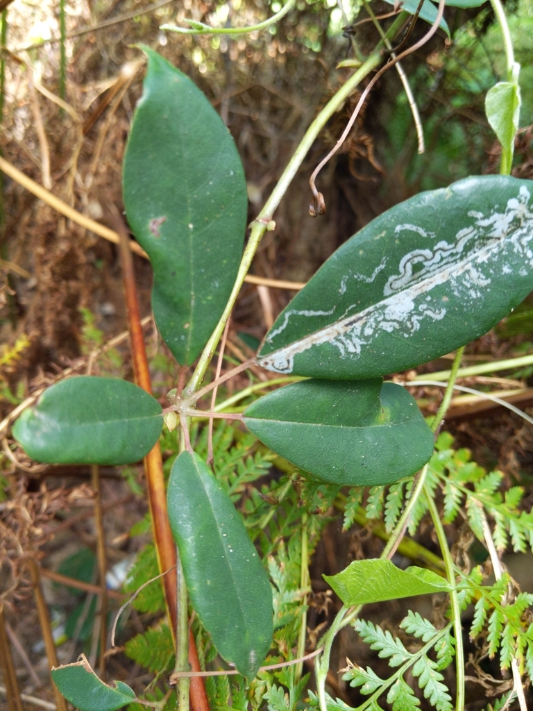Five-Leaved Water Vine from Vaucluse NSW 2030, Australia on March 10 ...