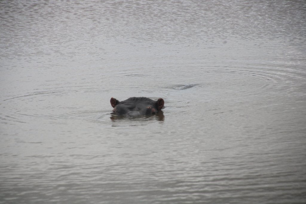 Common Hippopotamus in September 2021 by Harrison Wu · iNaturalist