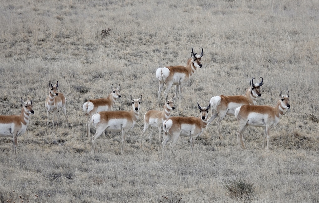 Pronghorn from Coronado National Forest, Hereford, AZ, US on March 03 ...