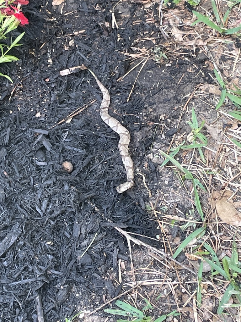 Eastern Copperhead in March 2023 by Cole Burrow. Photographed by an ...