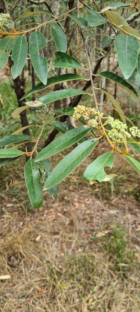 Red Ash from Drewvale QLD 4116, Australia on March 10, 2023 at 01:44 PM ...