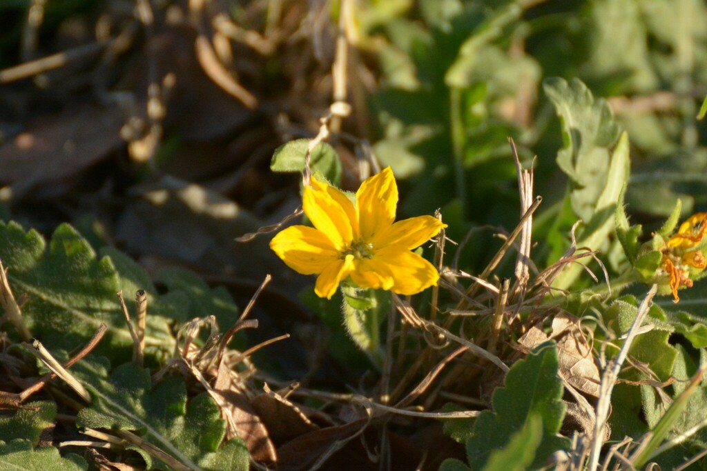 Texas yellow star from Round Rock, TX, USA on March 04, 2023 at 05:42 ...