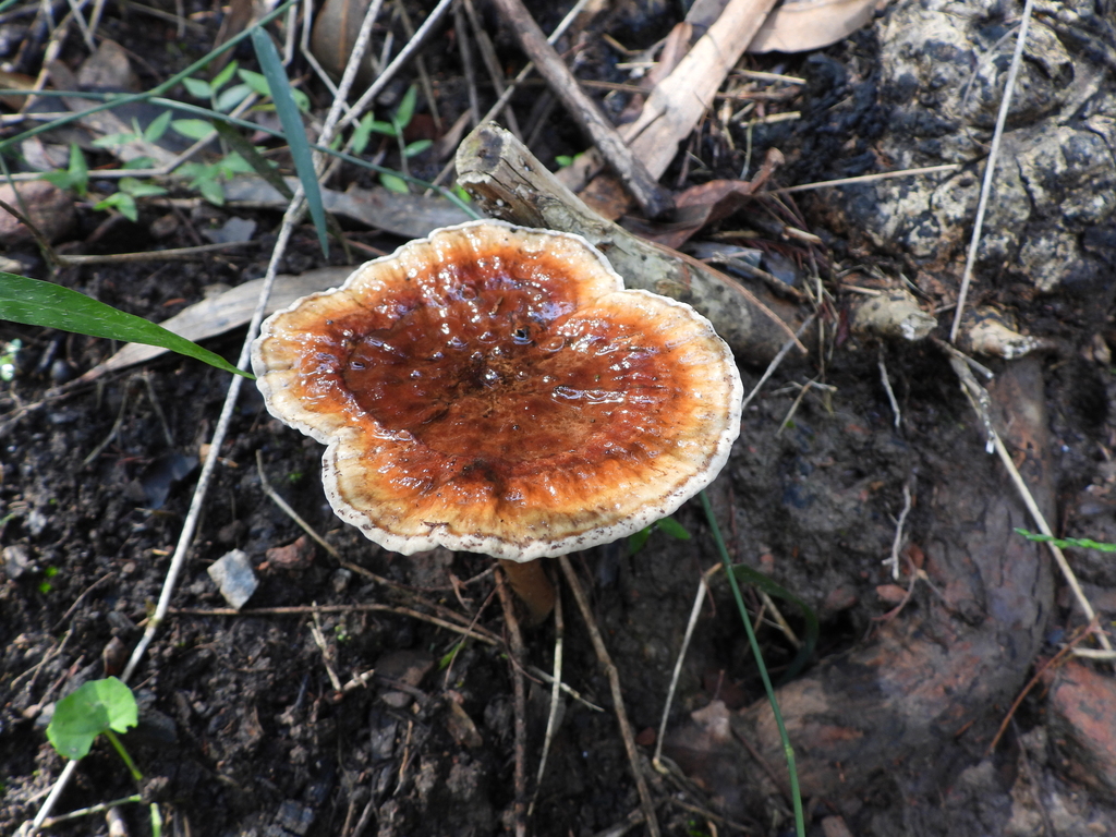 red-staining stalked polypore from Mogo NSW 2536, Australia on March 04 ...