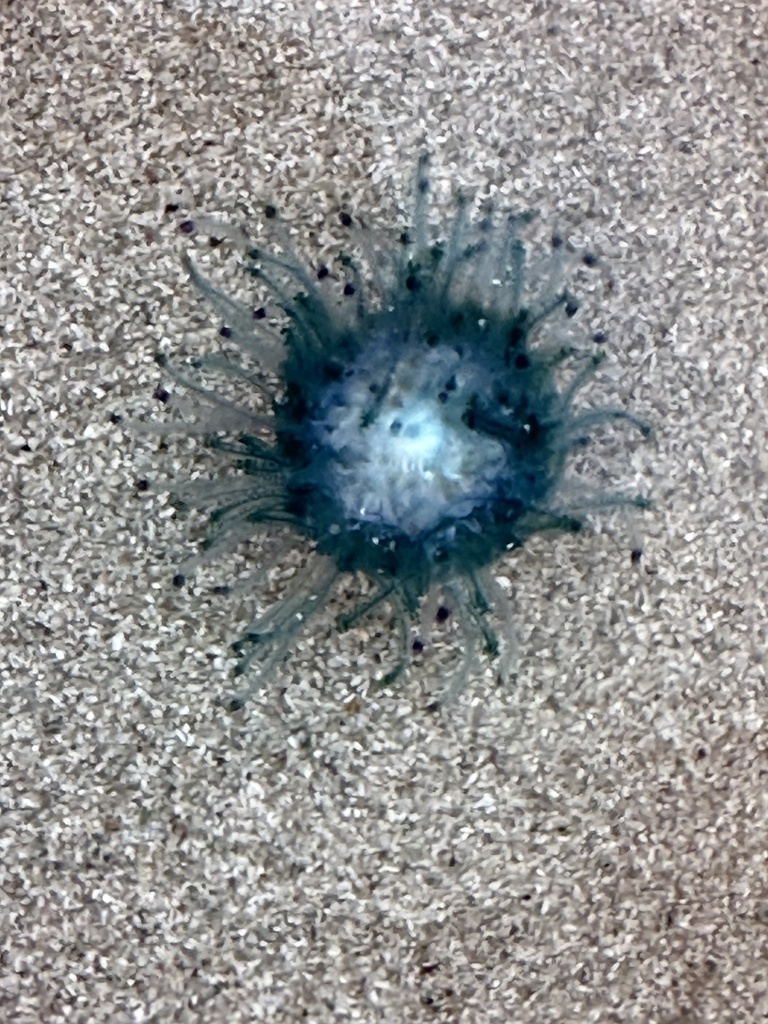 Blue Button from Washerwomans Beach, Bendalong, NSW, AU on March 10 ...