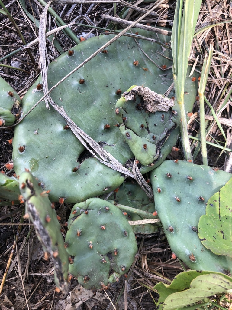 eastern pricklypear complex from 46312, East Chicago, IN, US on August ...