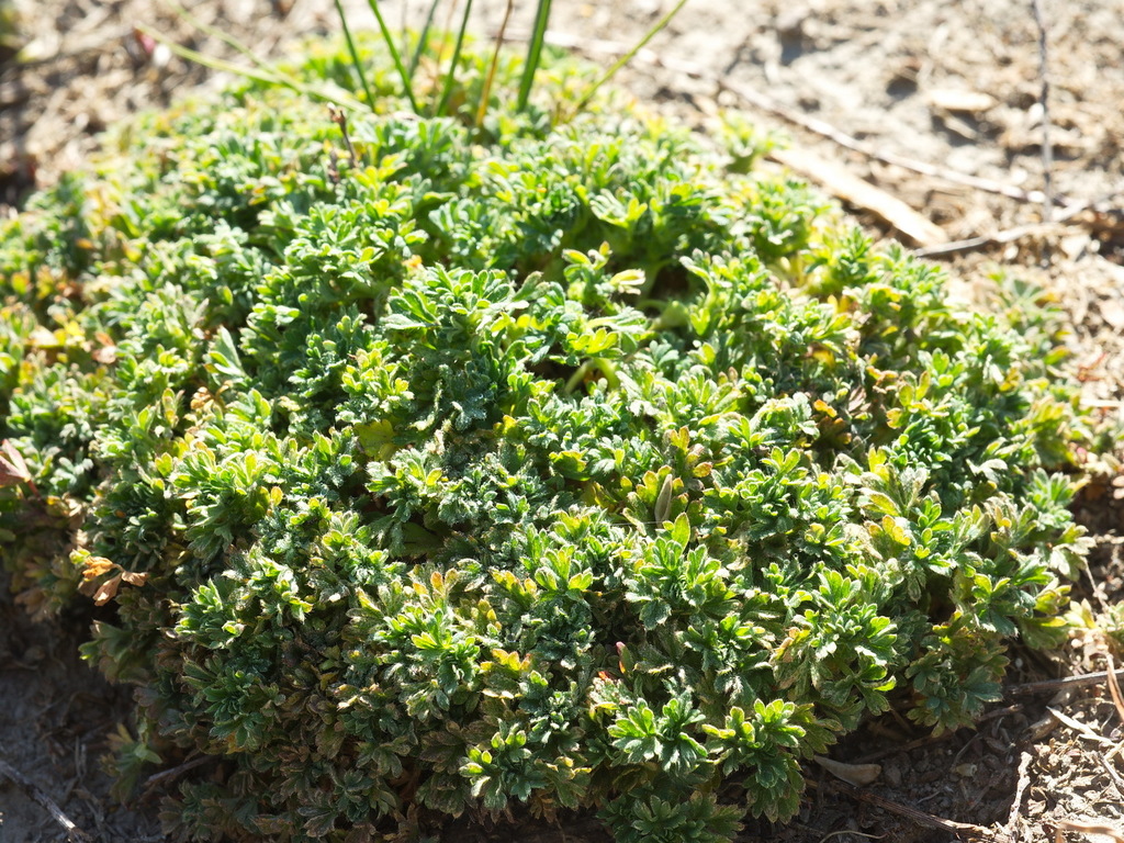 Slender parsley-piert (Alchemilla australis) - Botanical Realm