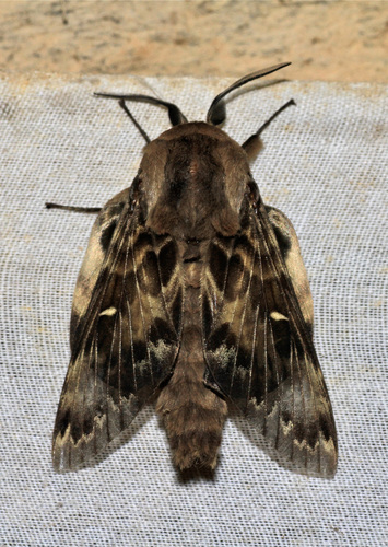 Pyrosis borneana · iNaturalist