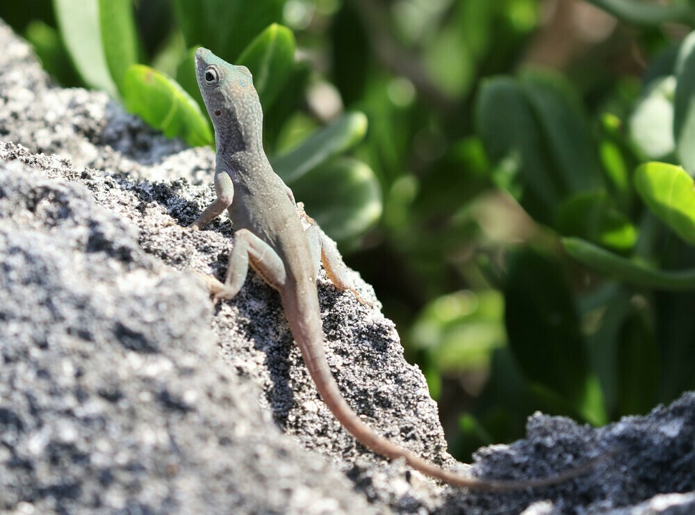 Graham's Anole from Smith's, Bermuda on November 26, 2022 at 11:54 AM ...