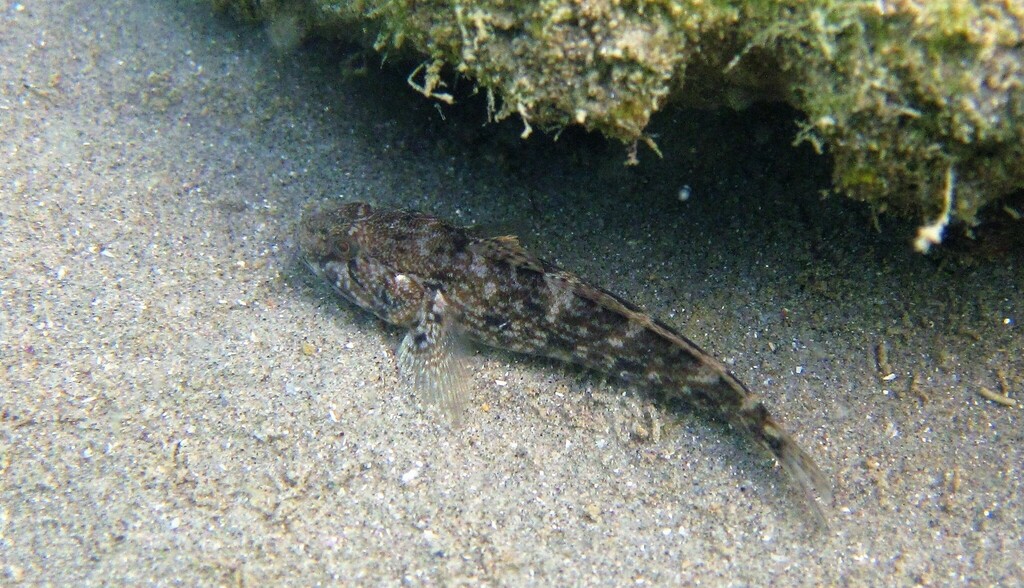 Ponticola from Comuna Agigea, România on July 22, 2019 at 09:45 AM by ...