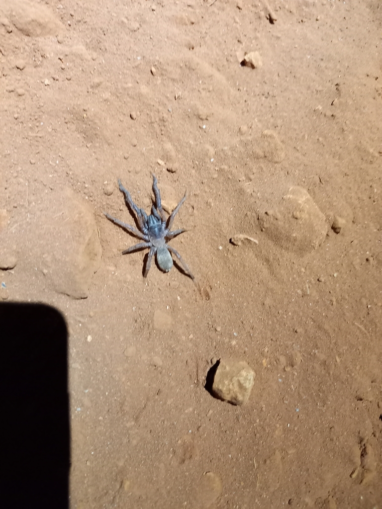 Wishbone Spiders from Wiluna on March 10, 2023 at 09:02 PM by Luke ...