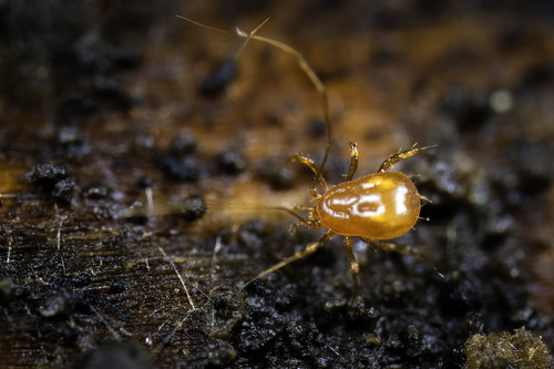 Family Podocinidae · iNaturalist United Kingdom