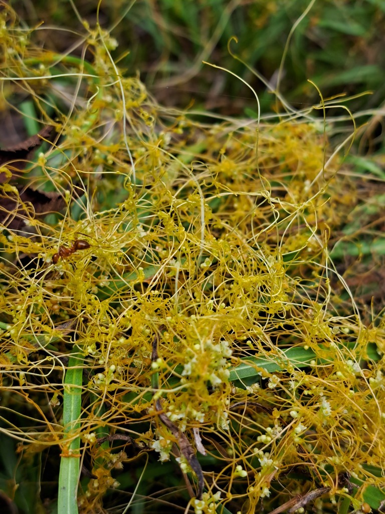 Harper's Dodder in July 2022 by Plant Conservation and Curation at ...
