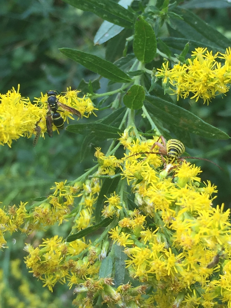 Bramble Mason Wasp from Greenbelt Park, Greenbelt, MD, US on October 1 ...