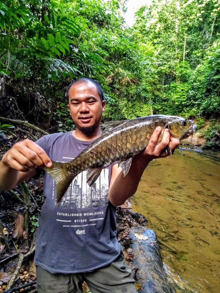 Acehnese Mahseer from North Bengkulu Regency, Bengkulu, Indonesia on ...