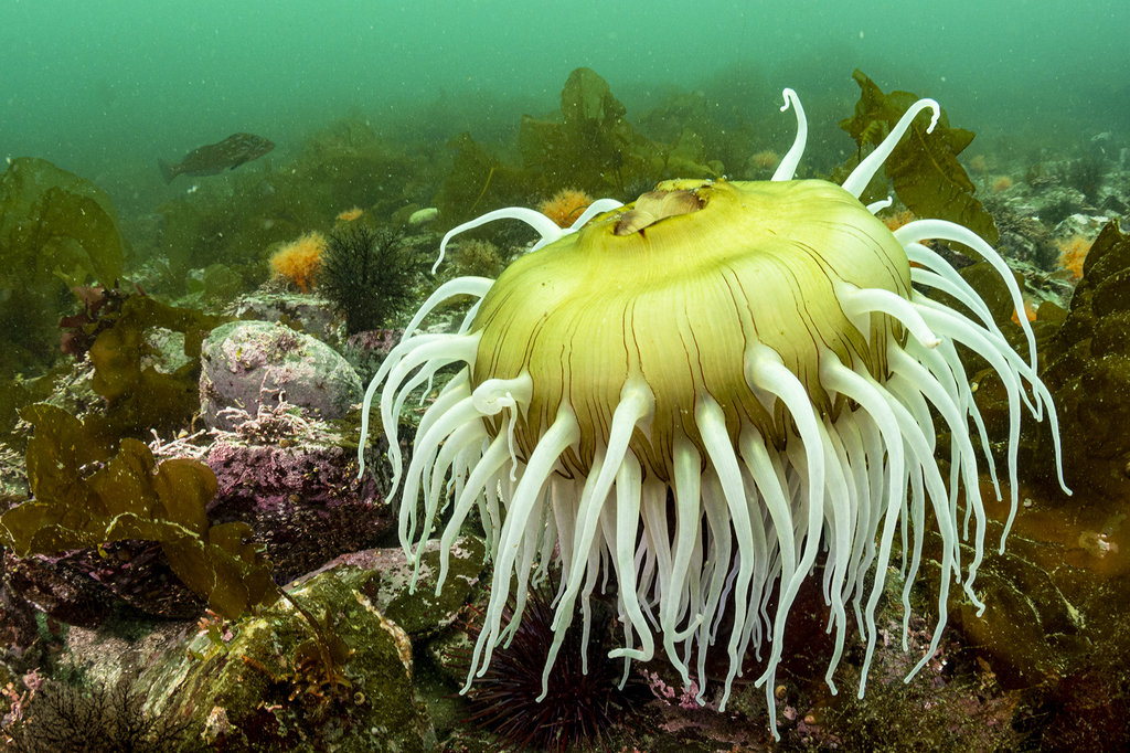 fish-eating anemone from Mount Waddington, BC, Canada on May 13, 2022 ...