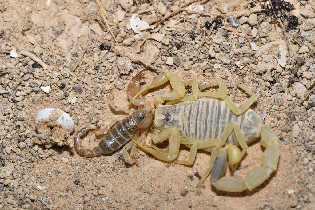Israeli Gold Scorpion from Be'er Sheva, Israel on March 21, 2018 at 06: ...