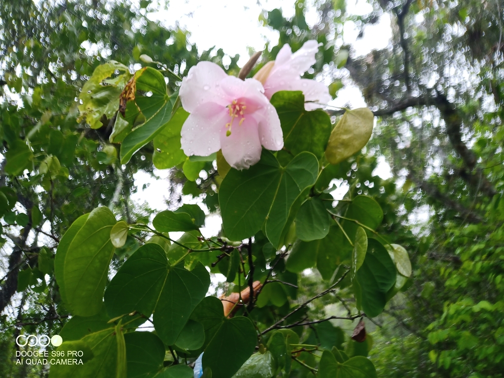 Orchid Trees from Larama, Ecuador on March 10, 2023 at 07:25 AM by ...