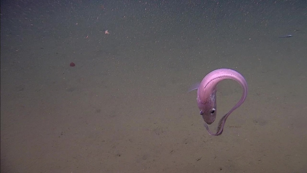 Twoline Eelpout on July 16, 2008 by Jackson W.F. Chu. ROV ROPOS Dive ...