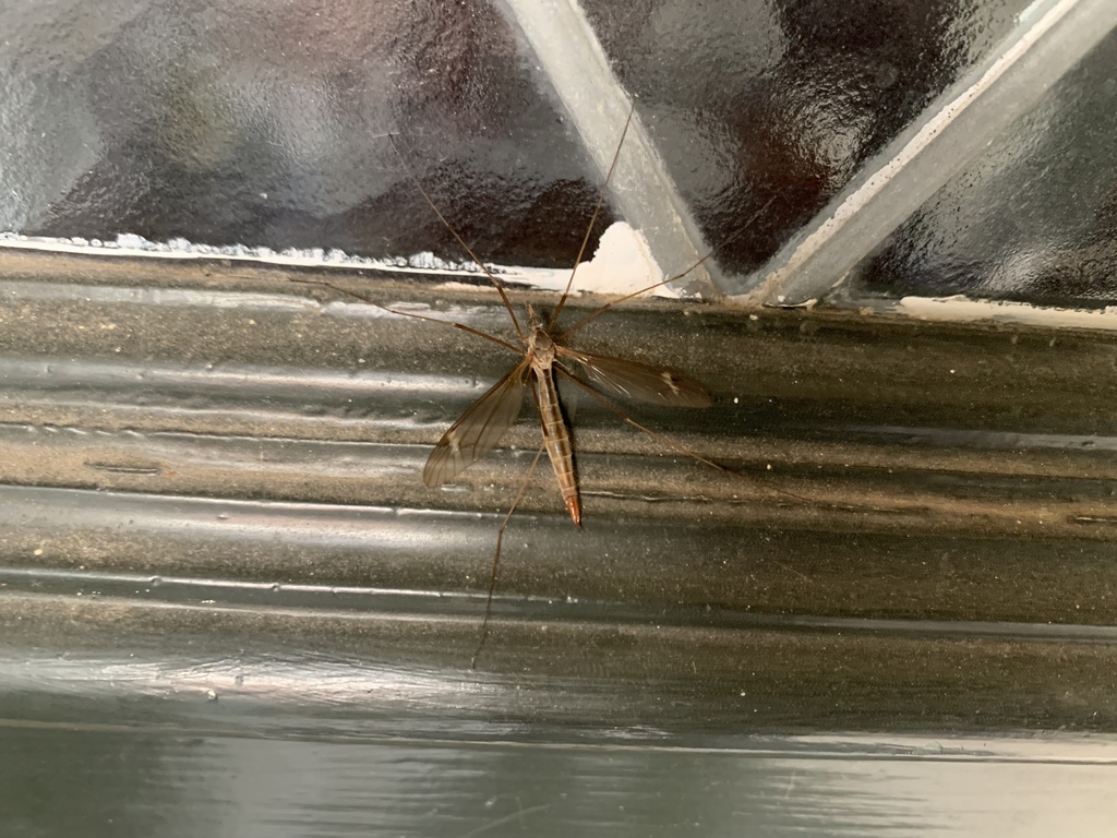 Common Crane Flies from Highedge Cir, Dallas, TX, US on March 10, 2023 ...
