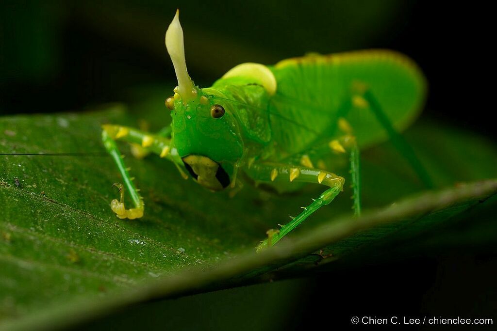 Copiphora from Capira District, Panama on February 17, 2023 at 08:39 PM ...