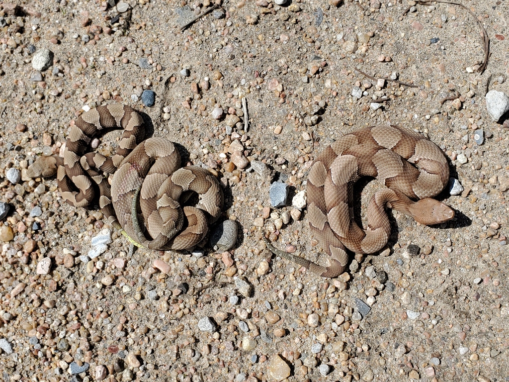 Eastern Copperhead in May 2022 by Dan Fogell · iNaturalist