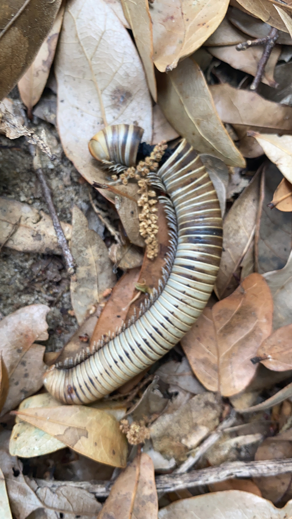 Round-backed Millipedes from Clermont on March 10, 2023 at 03:45 PM by ...