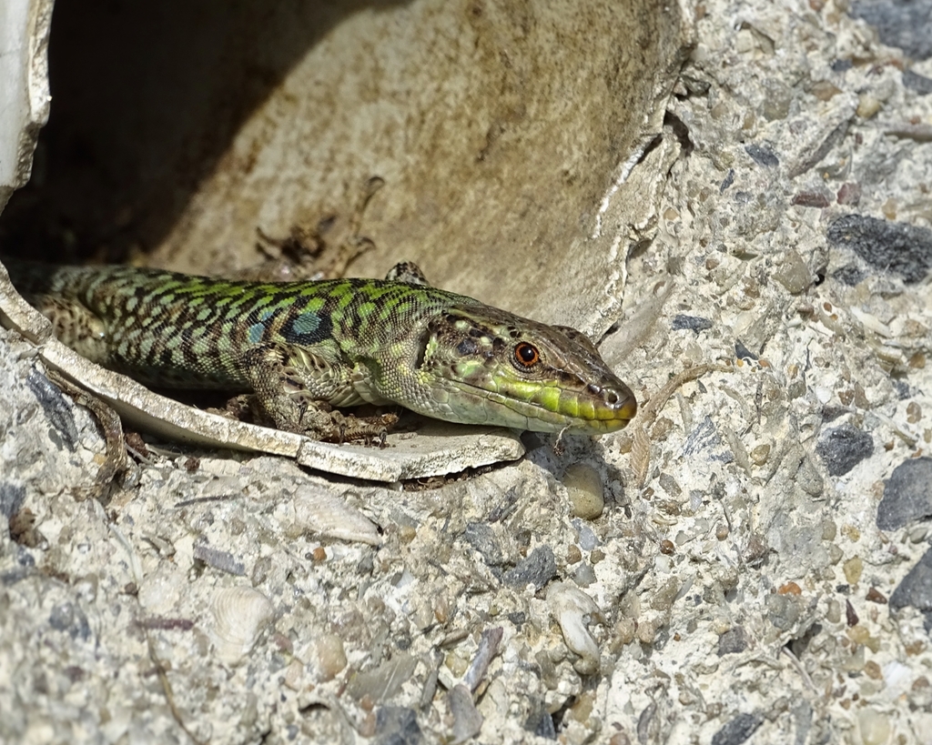 Southern Italian Wall Lizard from Altunizade, 34662 Üsküdar/İstanbul ...