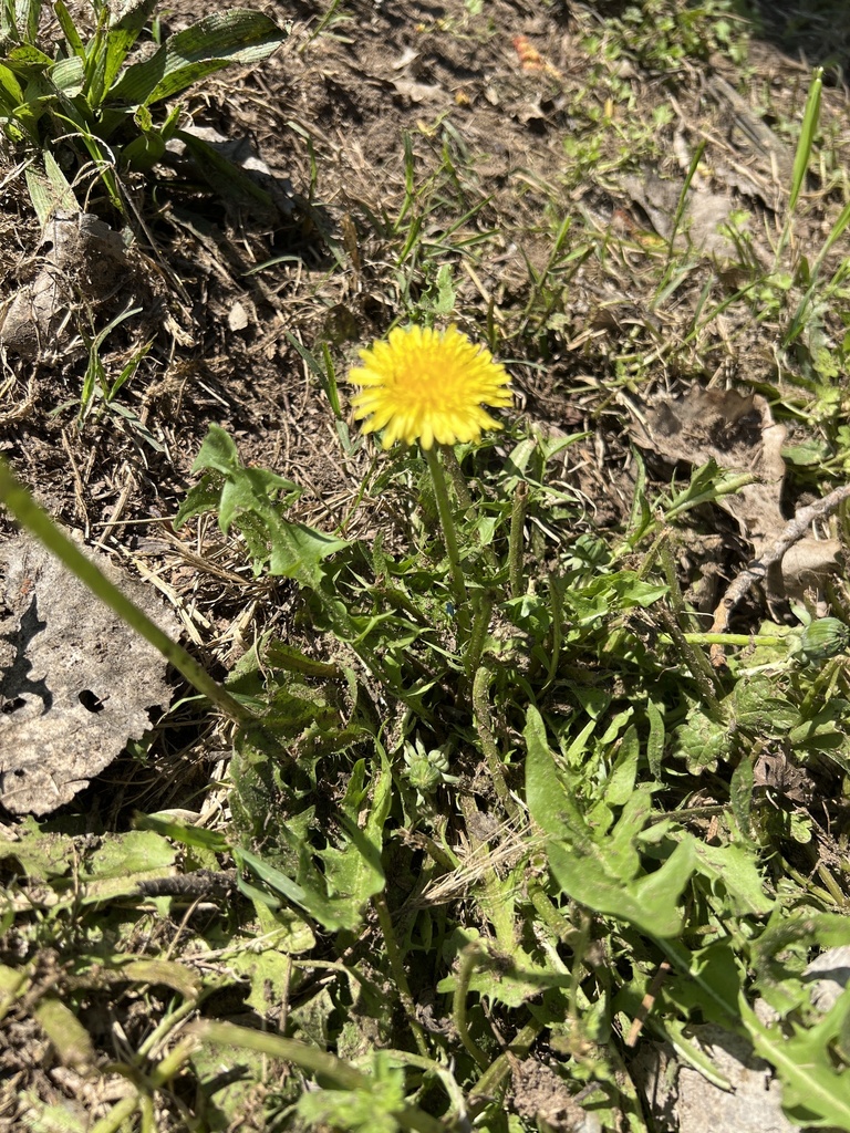 common dandelion from Tarleton State University, Stephenville, TX, US ...