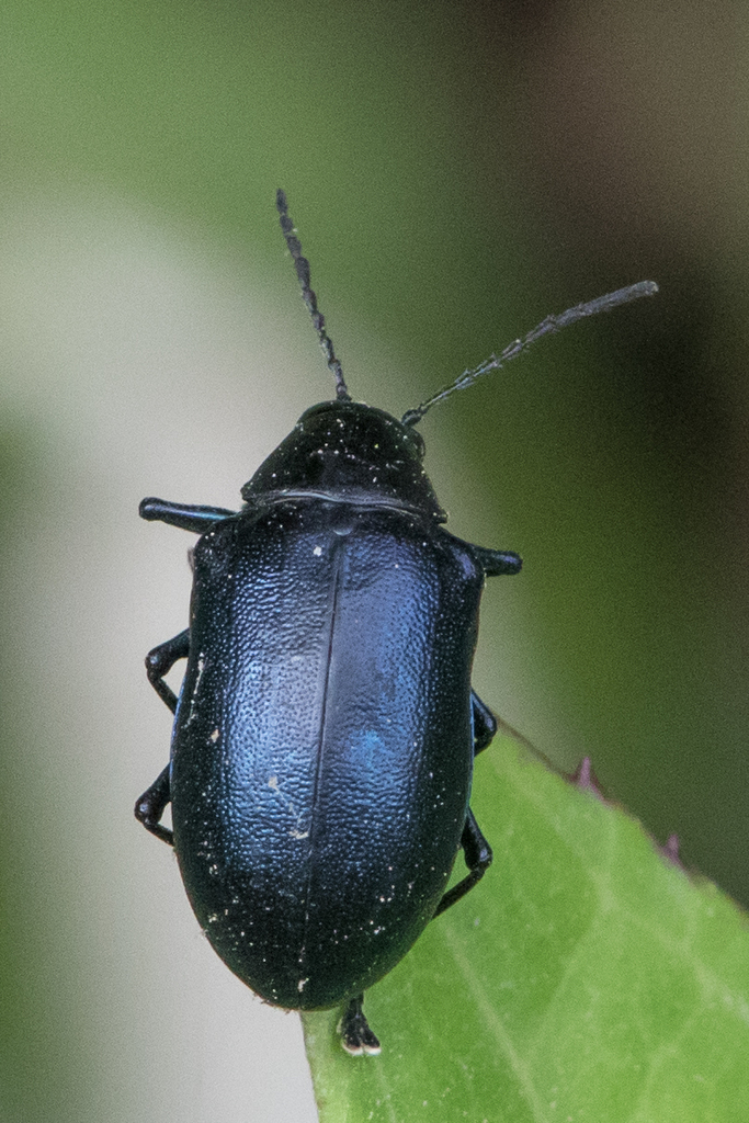 Eumolpus from Eje Vial IV, Ecuador on January 27, 2023 at 03:33 PM by ...