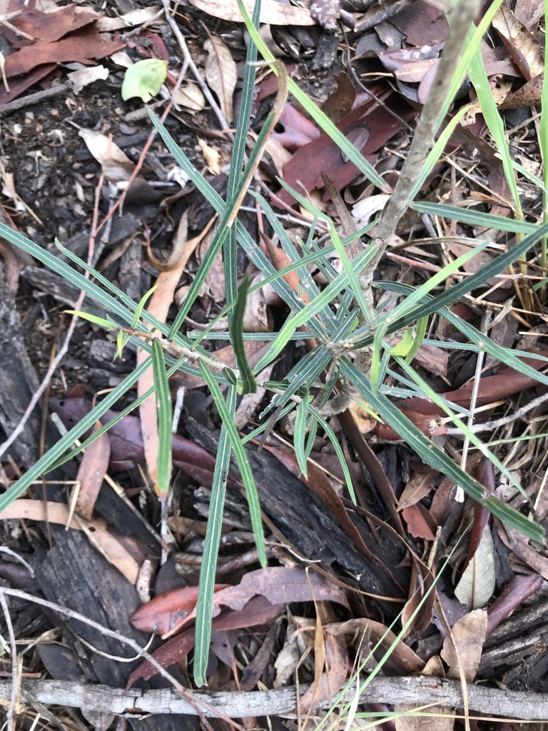 small-fruited mock olive from Gittins Rd, Withcott, QLD, AU on March 11 ...