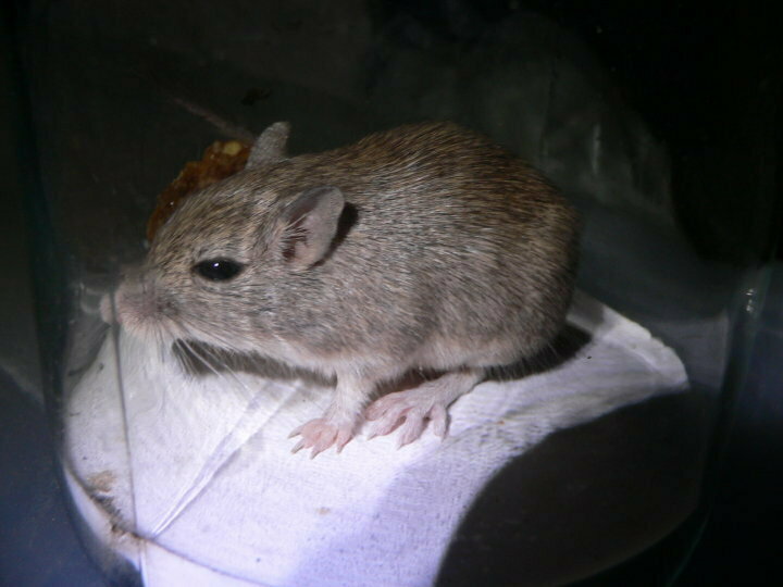Long-tailed Pocket Mouse from Nye County, NV, USA on May 29, 2010 at 10 ...