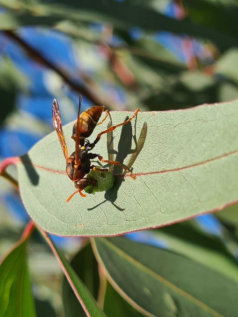 Typical Paper Wasps from St Marys SA 5042, Australia on March 11, 2023 ...