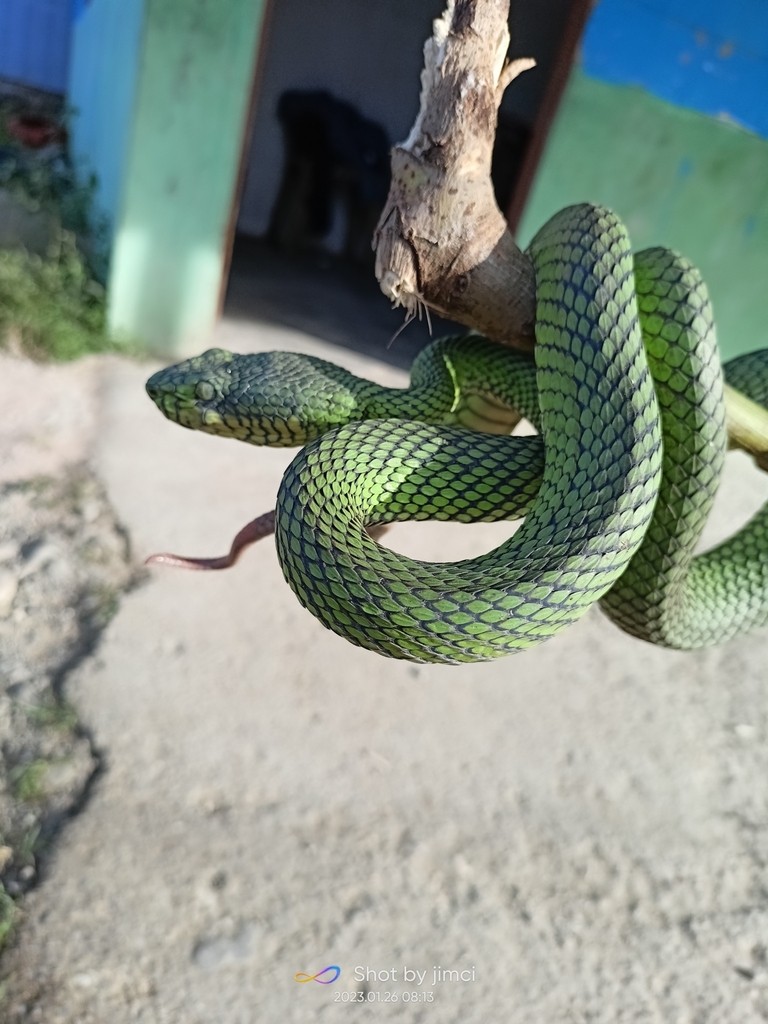 (Trimeresurus calamitas) - Snakes and Lizards