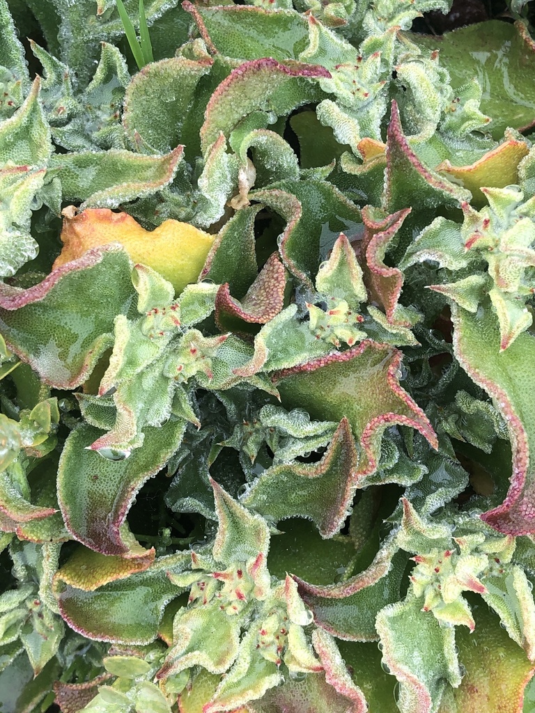 Crystalline ice plant in March 2023 by maddiemcewen · iNaturalist