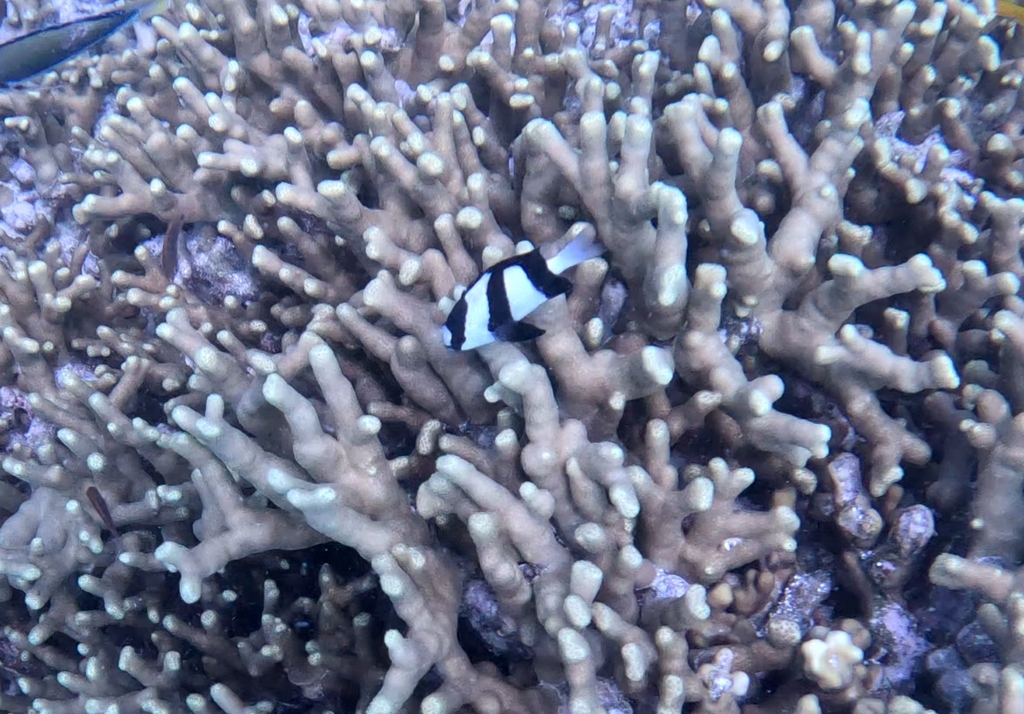 Humbug from Gladstone, QLD, Australia on March 08, 2023 at 10:09 AM by ...