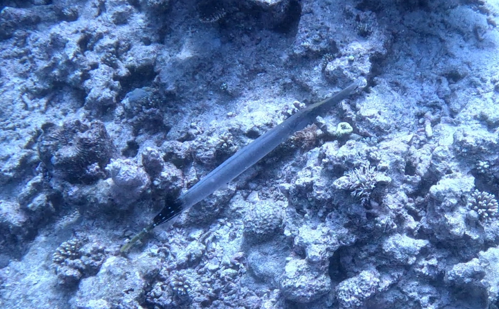 Pacific Trumpetfish from Gladstone, QLD, Australia on March 08, 2023 at ...