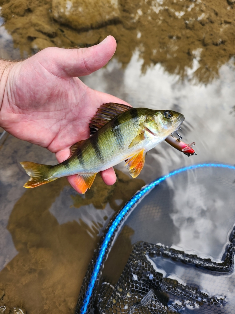 European Perch from Springhills, New Zealand on March 11, 2023 at 04:54 ...
