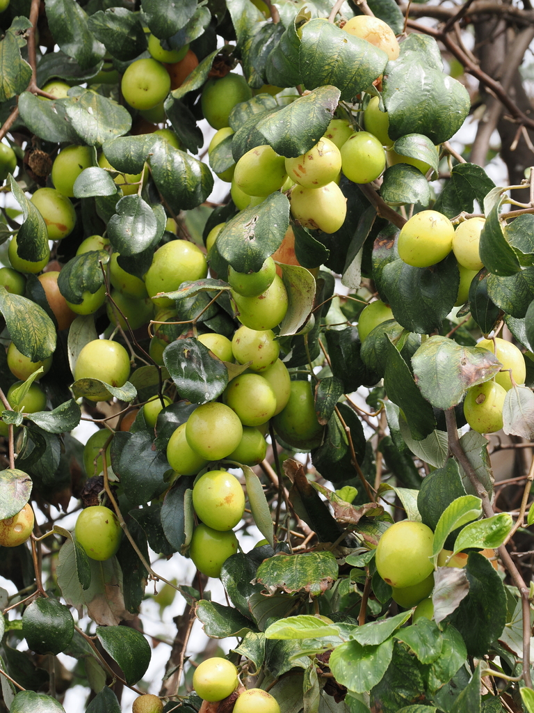 Chinese Apple from 台灣嘉義縣 on February 9, 2023 at 11:45 AM by 陳志豪 ...