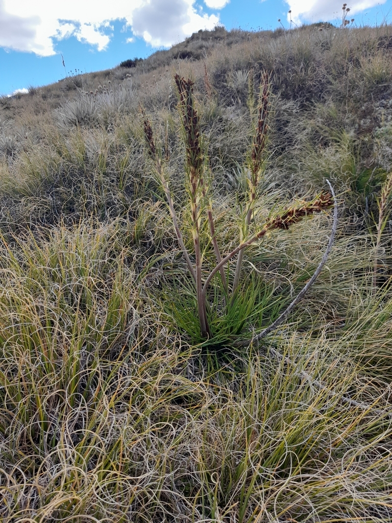 Aciphylla crenulata from 9382, New Zealand on February 12, 2023 at 02: ...