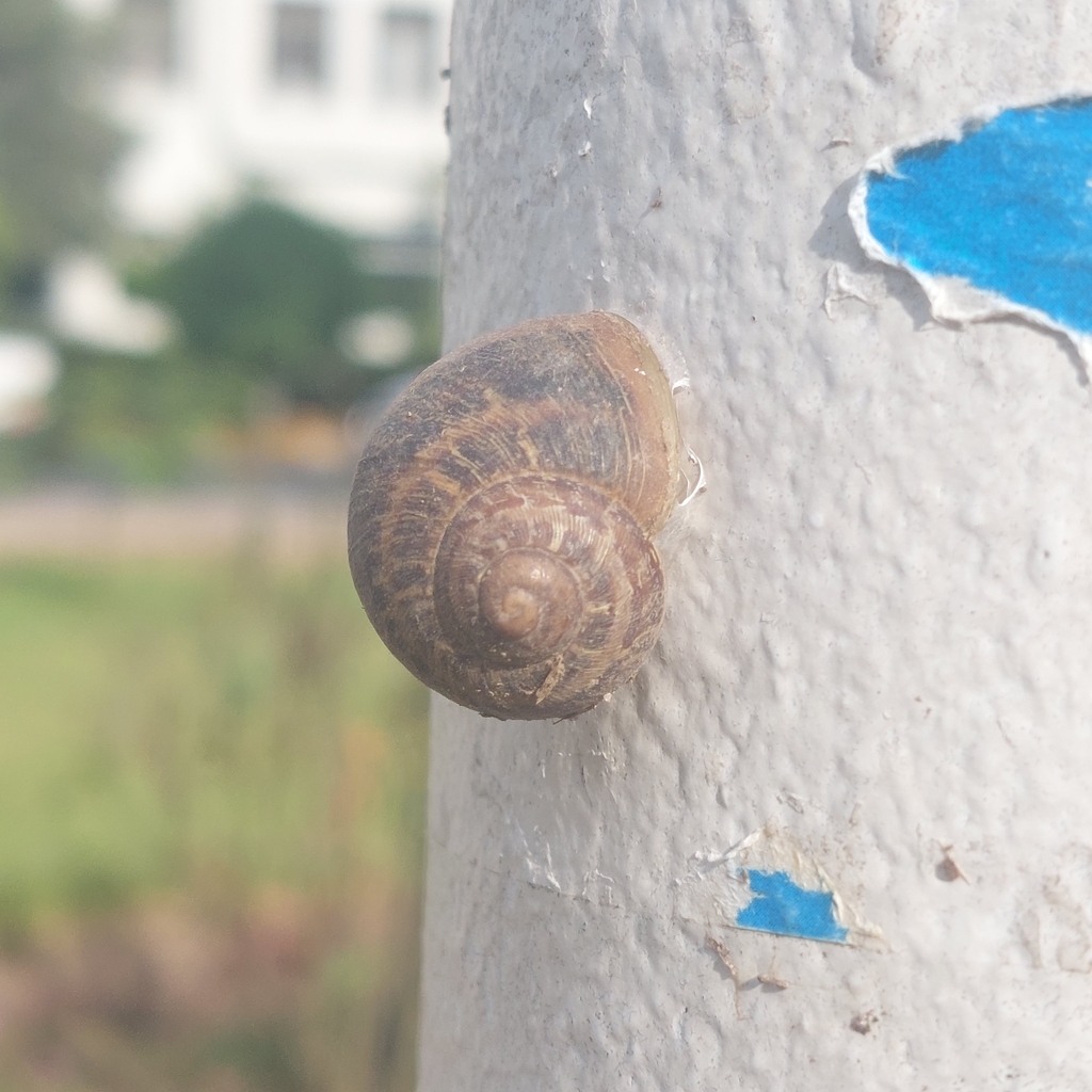 Garden Snail from WX95+X7C, Lince 15073, Perú on March 05, 2023 at 04: ...