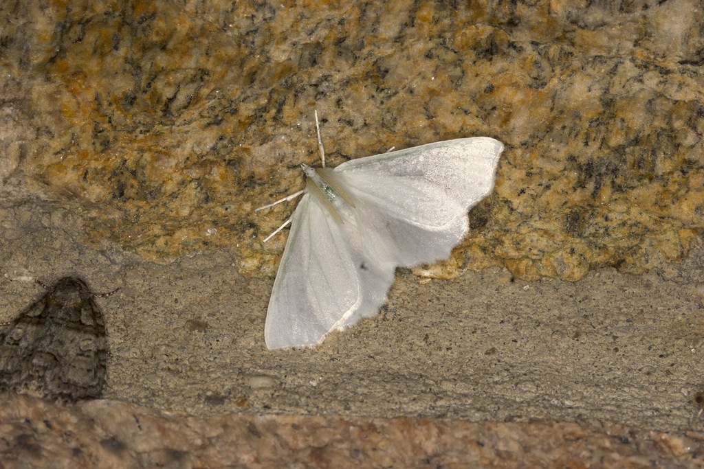 Elm Spanworm Moth from Trailside Museum, Ward Pound Ridge, Wesctchester ...