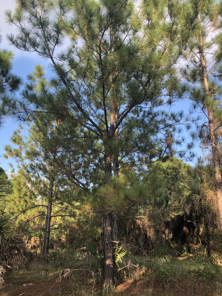 American hard pines from Weedon Island State Preserve, Saint Petersburg ...